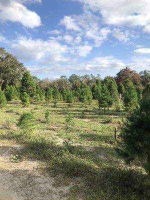 ERGLE CHRISTMAS TREE FARM - Updated October 2025 - 31 Photos & 17 ...