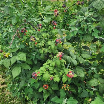 HEIDER’S BERRY FARM - Updated December 2025 - 38 Photos & 17 Reviews ...