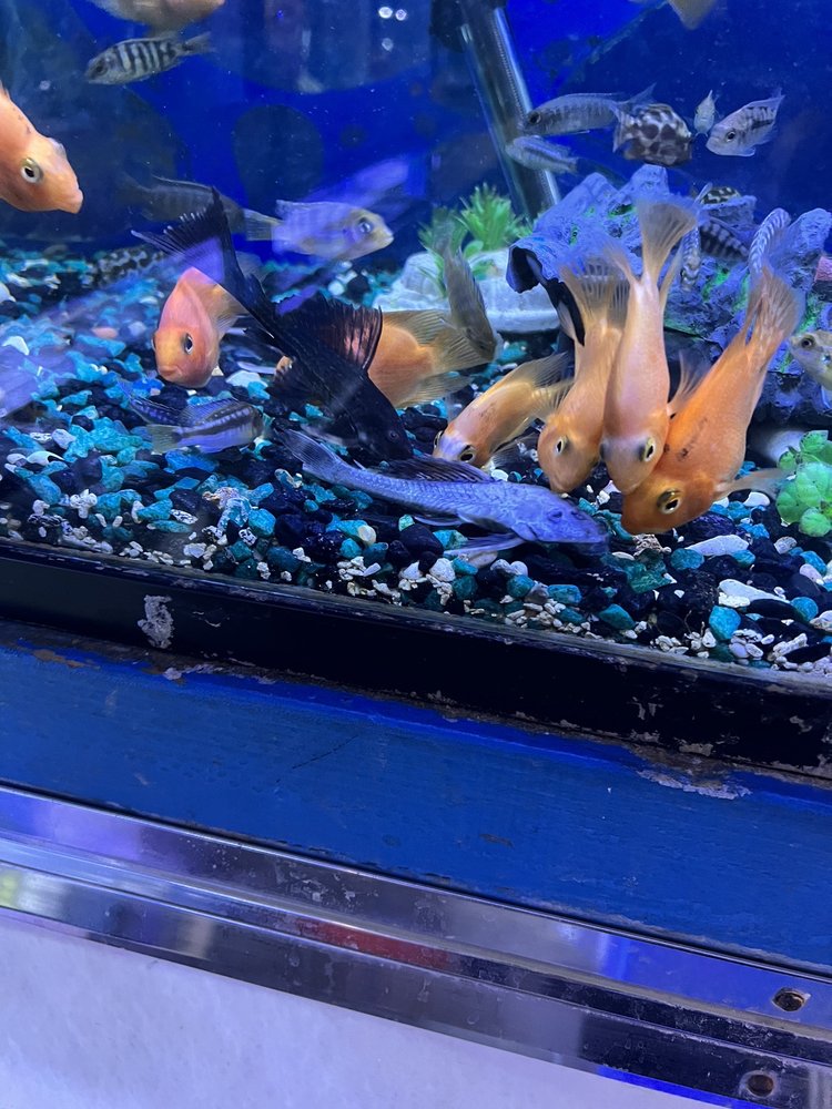 TIKI’S TROPICAL FISH - Updated September 2025 - 50 Photos & 101 Reviews ...