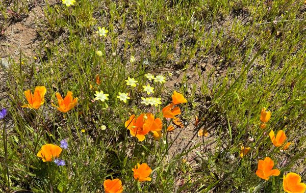 MT. BURDELL OPEN SPACE PRESERVE - Updated January 2026 - 167 Photos ...