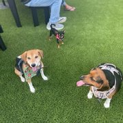 PAWS & PINTS - 91 Photos & 35 Reviews - 6218 Willowmere Dr, Des Moines ...