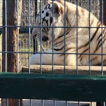 TIGER WORLD - Updated May 2024 - 390 Photos & 107 Reviews - 4400 Cook ...