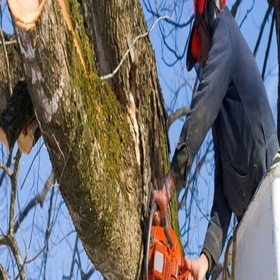 WOODLAND TREE SERVICE - Updated August 2025 - 12 Photos - 1715 Warrensville Center Rd, South ...