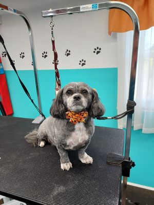 ANITAS GROOMING SHED - Updated August 2025 - 16 Photos - 441 Windsor Rd ...