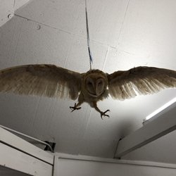 CALIFORNIA RAPTOR CENTER - 37 Photos & 16 Reviews - 1340 Equine Way ...