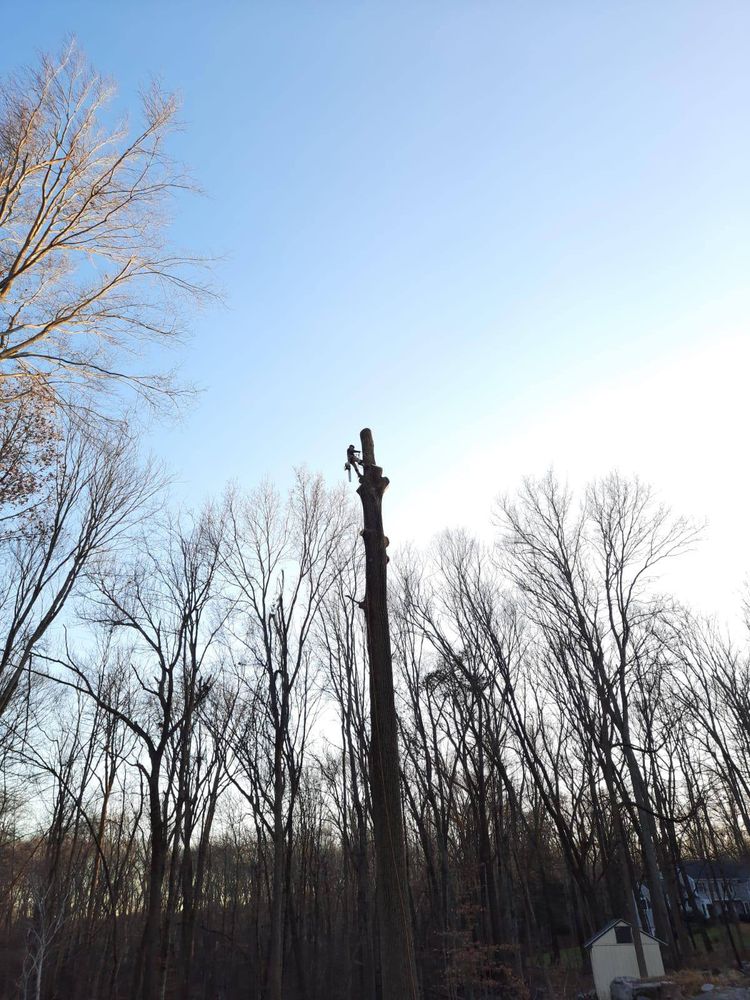 ANGELO TREE SERVICE - Updated September 2025 - 20 Photos - 30 Rowan St ...