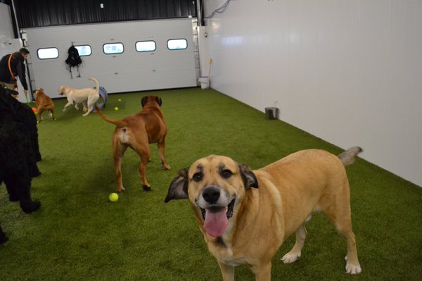 MUTTY PAWS ACADEMY - Updated September 2025 - 74 Photos & 30 Reviews ...