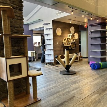 PHX CAT CAFE - Updated November 2025 - 511 Photos & 158 Reviews - 147 E Garfield St, Phoenix ...