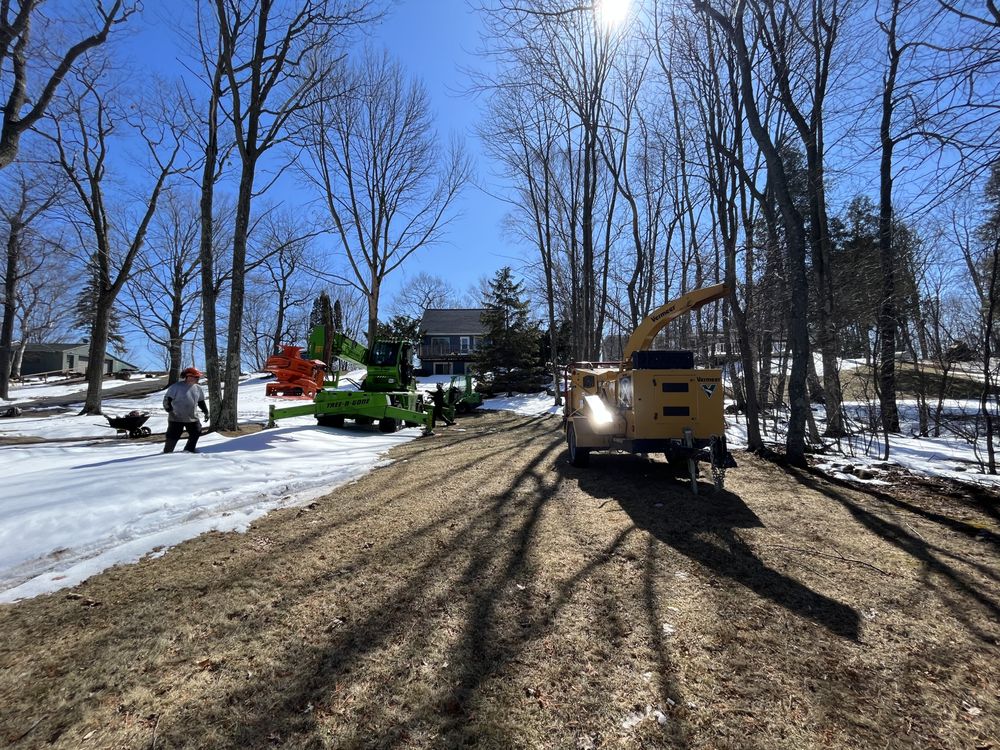 TREE-B-GONE - Updated August 2025 - 12 Photos - 1236 E Marquette St ...