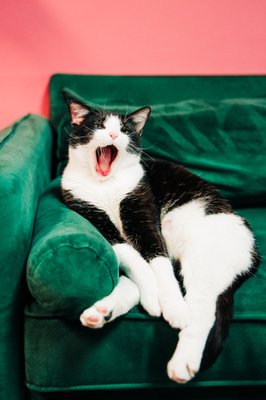 TALLY CAT CAFE - Updated May 2025 - 155 Photos & 64 Reviews - 2218 N ...