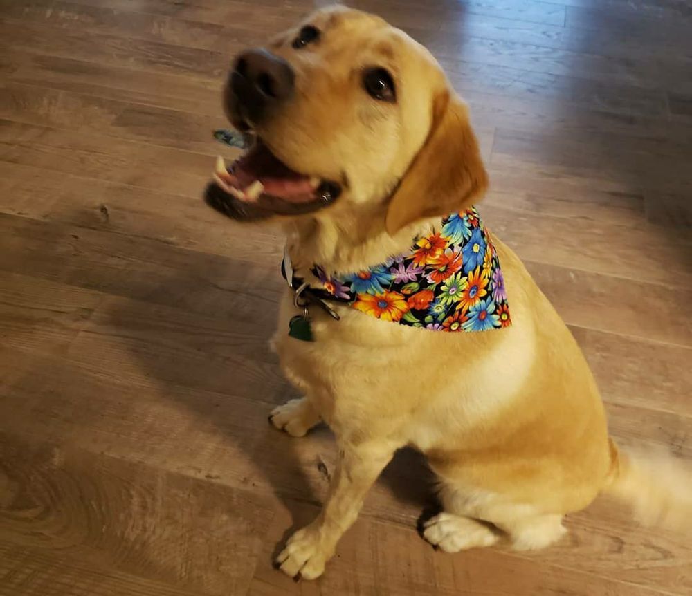 CRITTER CLIPPERS - Updated August 2025 - 31 Photos & 59 Reviews - 8400 ...