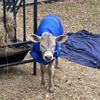 ROSE BRIDGE FARM & SANCTUARY - Updated June 2024 - 174 Photos & 67 ...