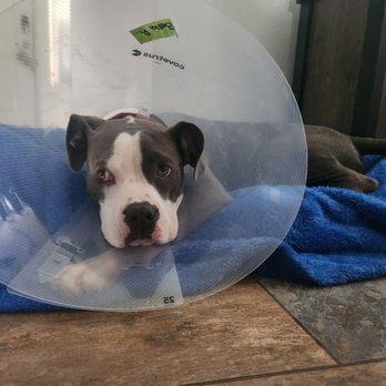 CRITTERS WITHOUT LITTERS - Updated January 2026 - 63 Photos & 132 ...