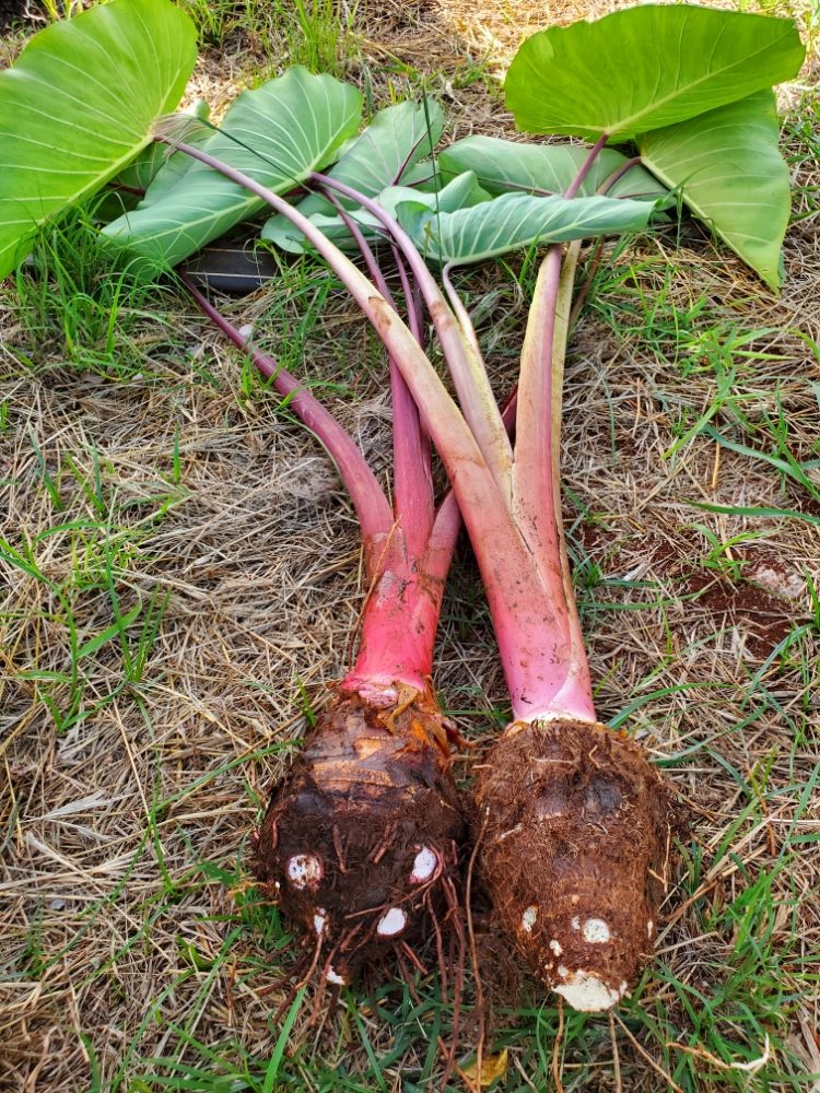 SUMMER SKY ORGANIC FARM - Updated January 2026 - 91-1037 Kaope St, Ewa ...