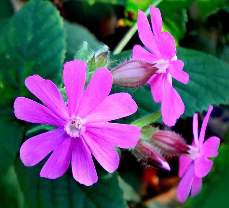 FAIRLIE CASTLE - Updated January 2025 - 15 Photos - Largs, North ...