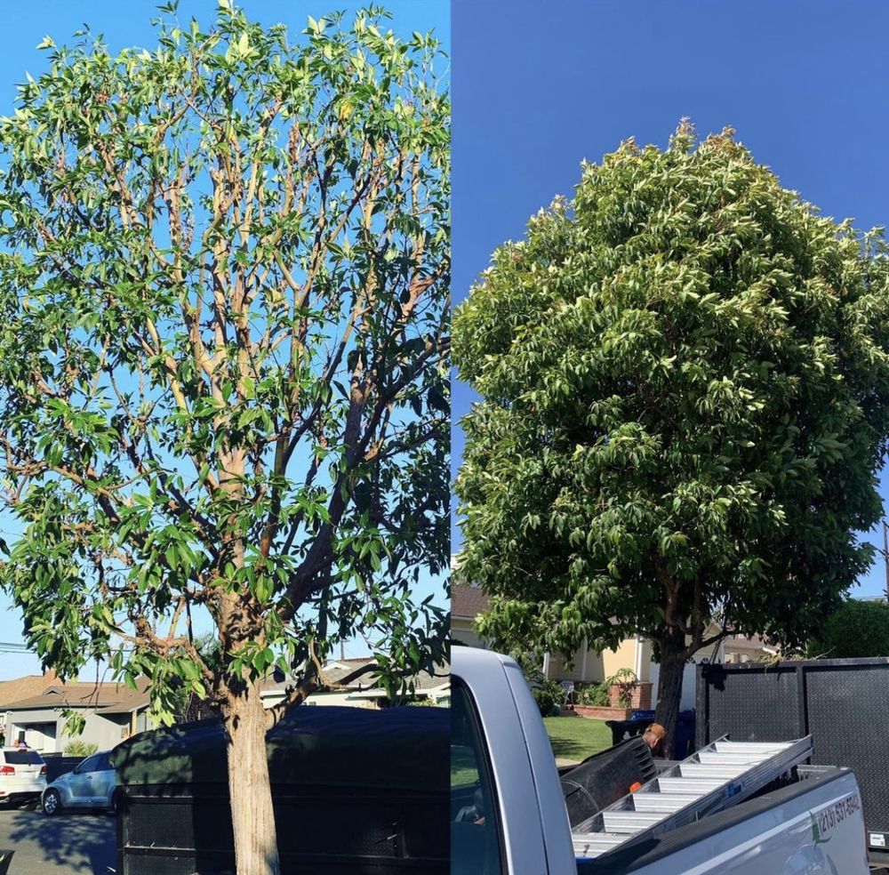 ACE TREE SERVICE - Updated September 2024 - Anaheim, California - Tree ...