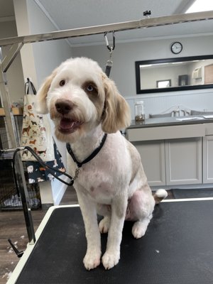 ANGELA’S DOG GROOMING - Updated August 2024 - 15 Photos - Kennewick ...