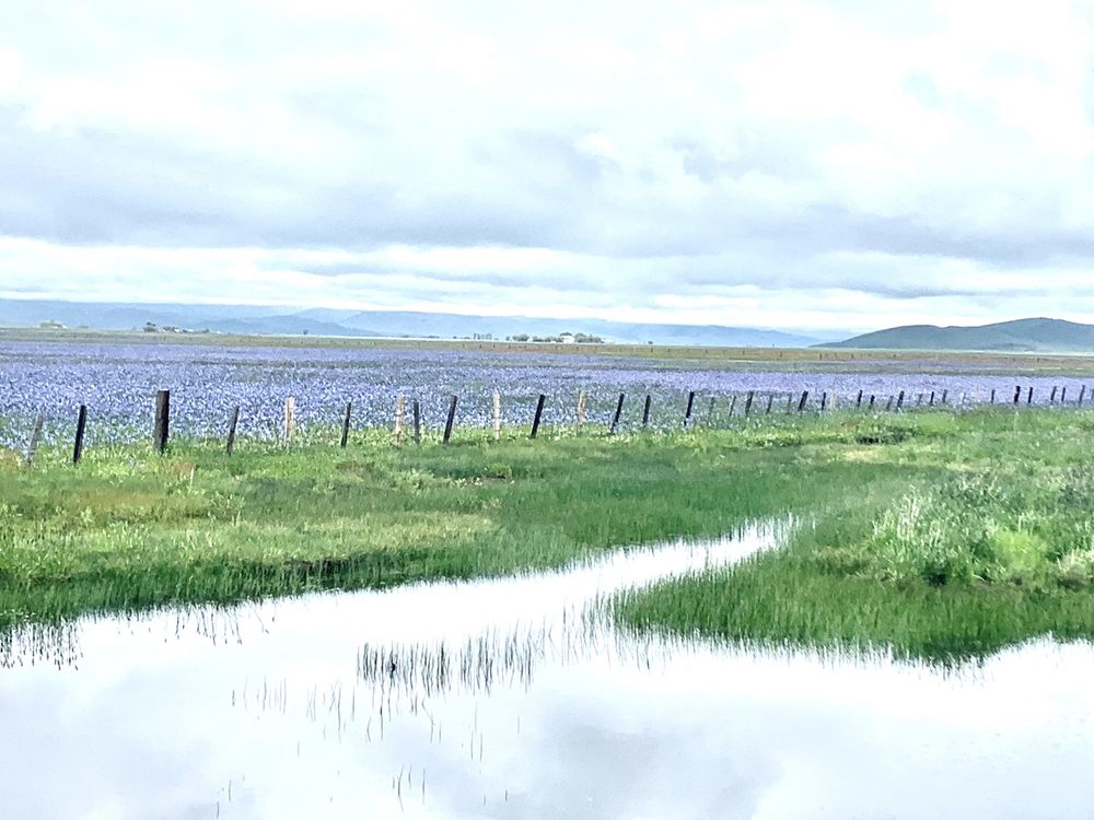 CAMAS PRAIRIE CENTENNIAL MARSH - Updated June 2024 - 11 Photos - US-20 ...