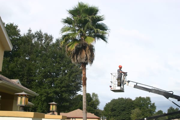 ON BUDGET TREE SERVICE - Updated July 2025 - 30 Photos & 14 Reviews ...