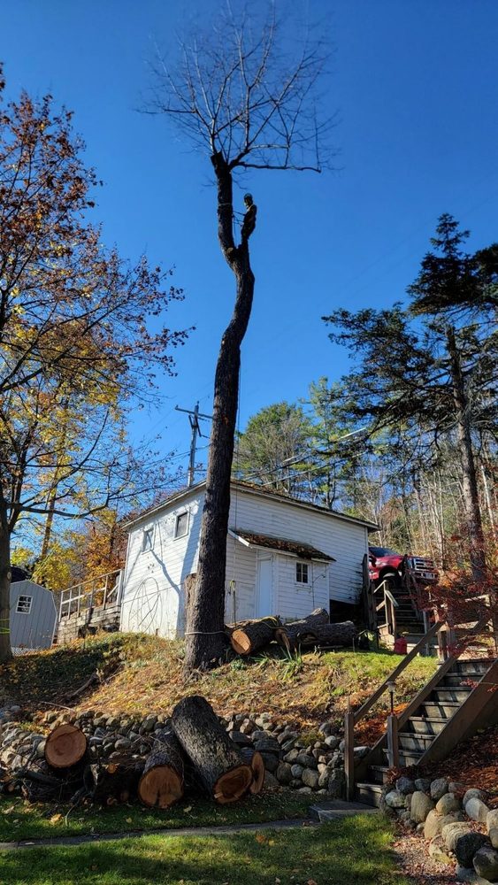 SIMPSON FAMILY TREE - Updated November 2024 - Request a Quote - 3770 ...