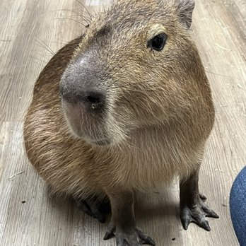 THE CAPYBARA CAFE - Updated April 2025 - 23 Photos & 12 Reviews - 105 S ...
