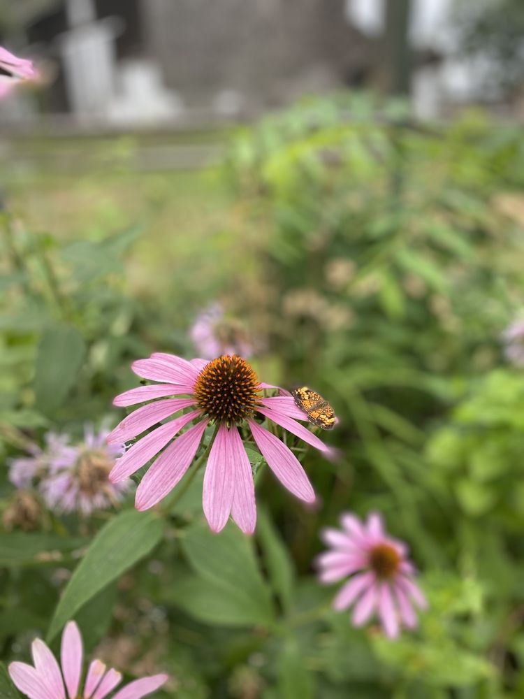 SUFFOLK COUNTY FARM - Updated December 2025 - 67 Photos & 16 Reviews ...