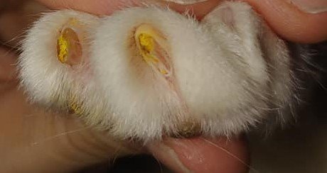 CHENEY ANIMAL CLINIC - Updated December 2025 - 29 Reviews - 455 Cheney ...