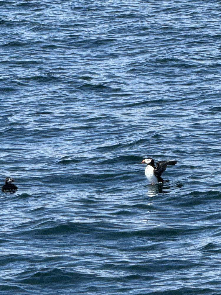 MONHEGAN BOAT LINE - Updated October 2025 - 127 Photos & 45 Reviews ...