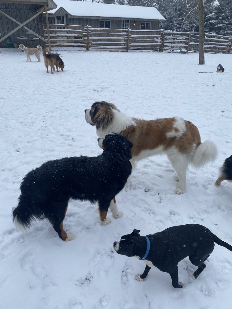 K9 RANCH - Updated October 2025 - 77 Photos - 1230 Concession Rd 7 ...