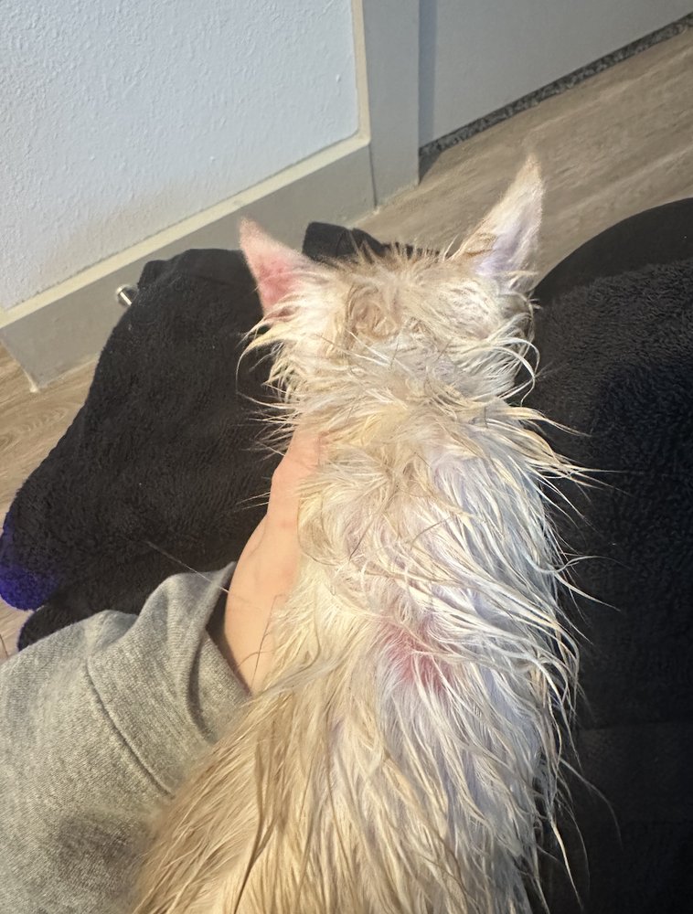 PETTITO - Updated November 2025 - 13 Photos & 28 Reviews - 6509 W Park ...