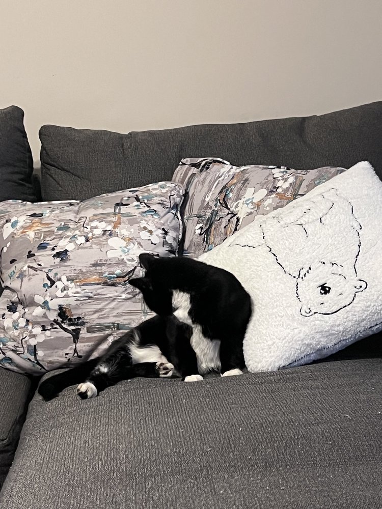 GARFIELD ANIMAL HOSPITAL - Updated December 2025 - 22 Photos & 92 ...