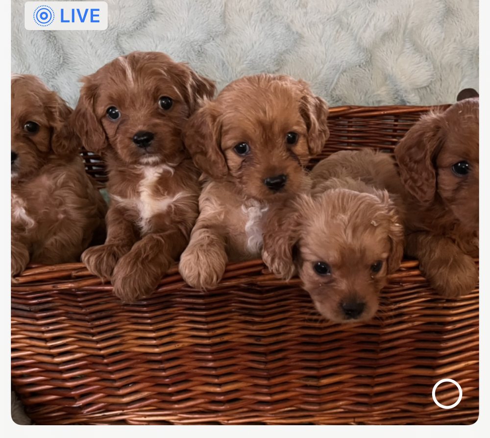 COASTAL HAVAPOO CAVAPOO PUPPIES - Updated November 2025 - 26 Photos - 1397 6th Ave, Supply ...
