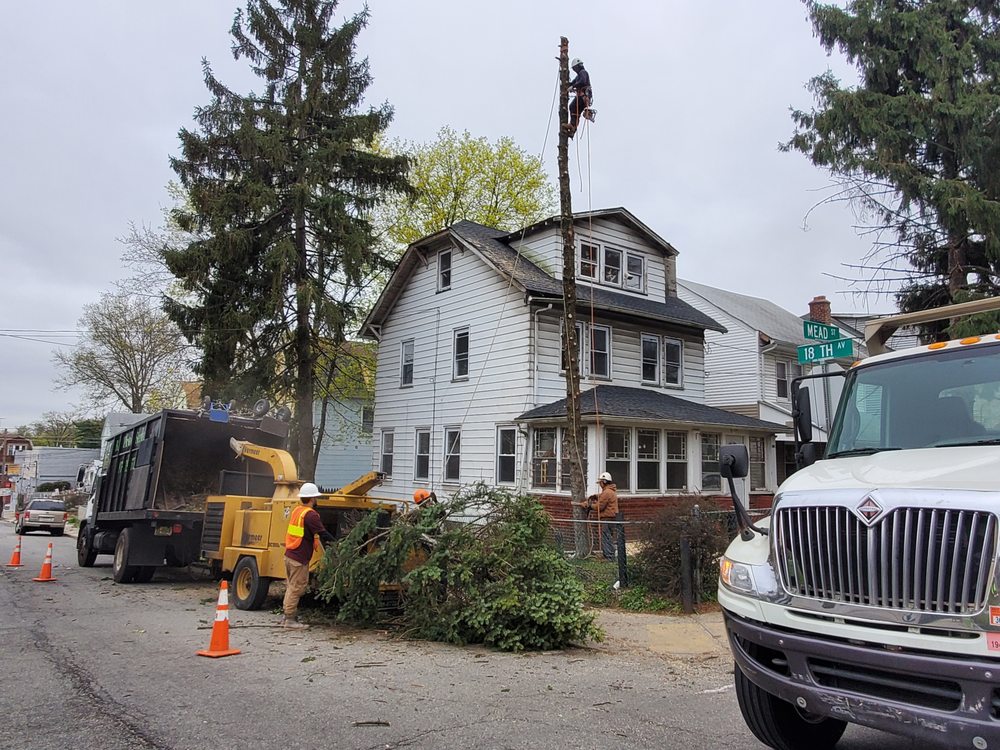 BJS TREE SERVICE - Updated August 2025 - 11 Photos & 13 Reviews - 45-47 ...