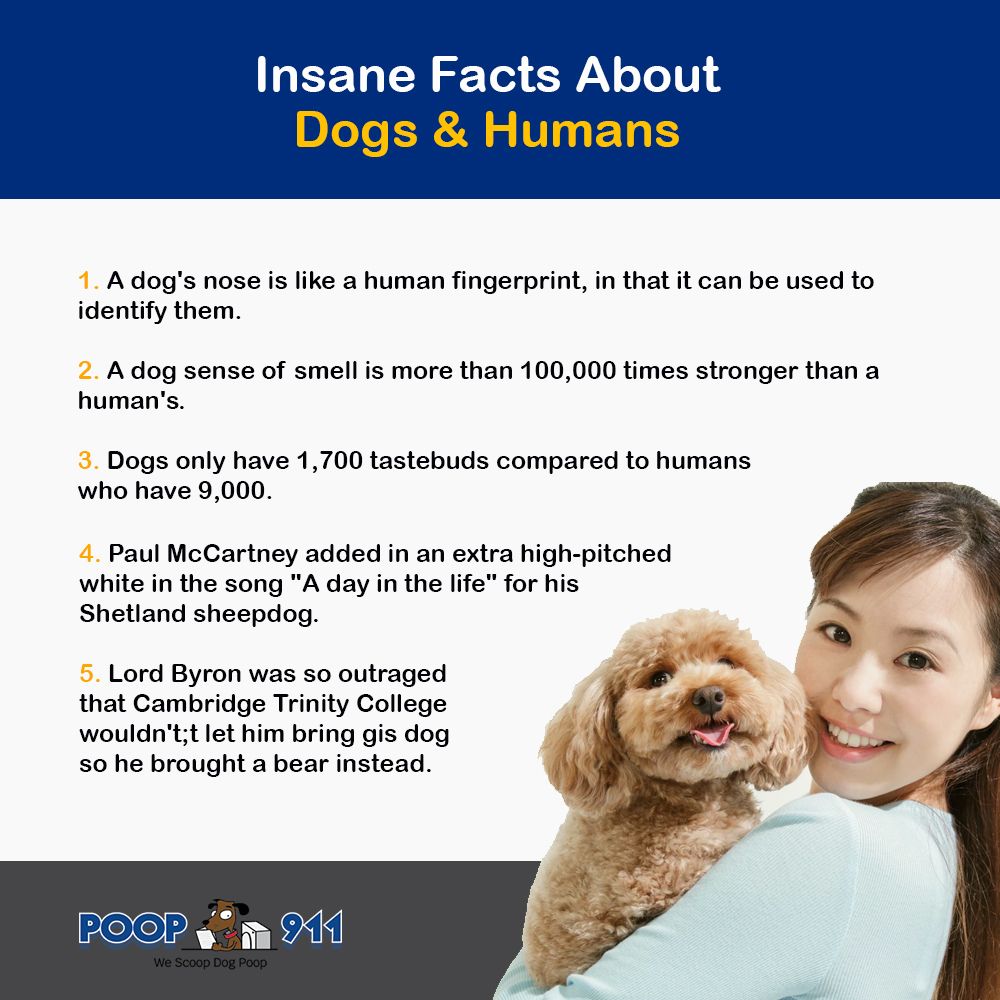 POOP 911 - Updated November 2024 - 12 Photos - Acton, California - Pet ...