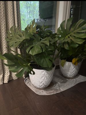 FAST GROWING TREES - Updated June 2025 - 14 Photos & 19 Reviews - 2621 ...