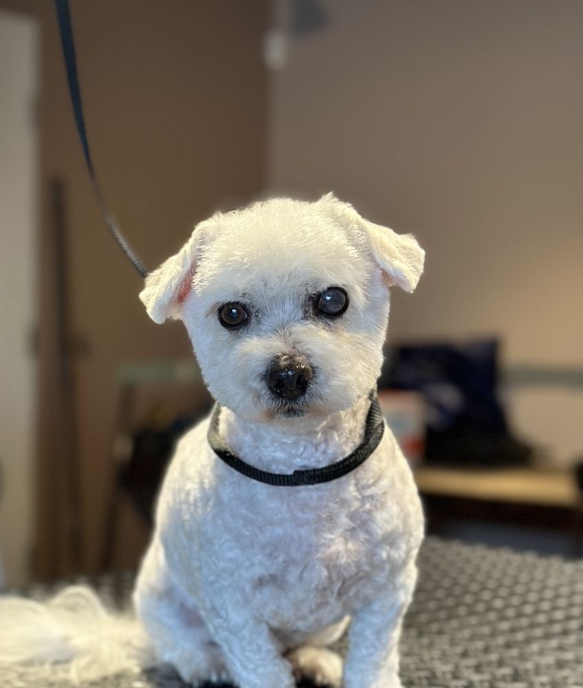 SPLASH ZONE DOG GROOMING - Updated January 2026 - 17839 Sunlight View ...