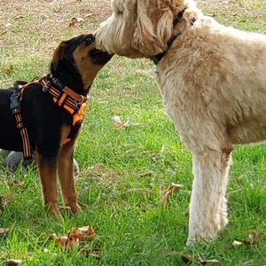 DOWNEY ANIMAL CARE CENTER - 314 Photos & 273 Reviews - 11258 Garfield ...