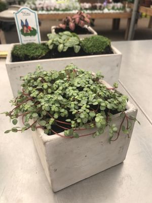 SHERIDAN NURSERIES - Updated December 2025 - 11 Photos & 16 Reviews ...