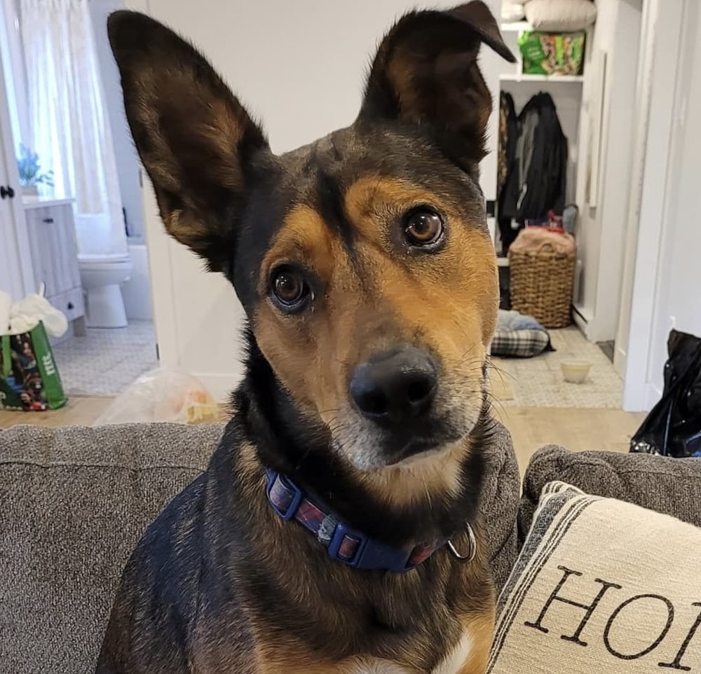 LEN & ROSE CLEANING - Updated June 2025 - 13 Photos - Halifax, Nova ...