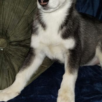 SEATTLE HUMANE - Updated October 2025 - 120 Photos & 222 Reviews ...