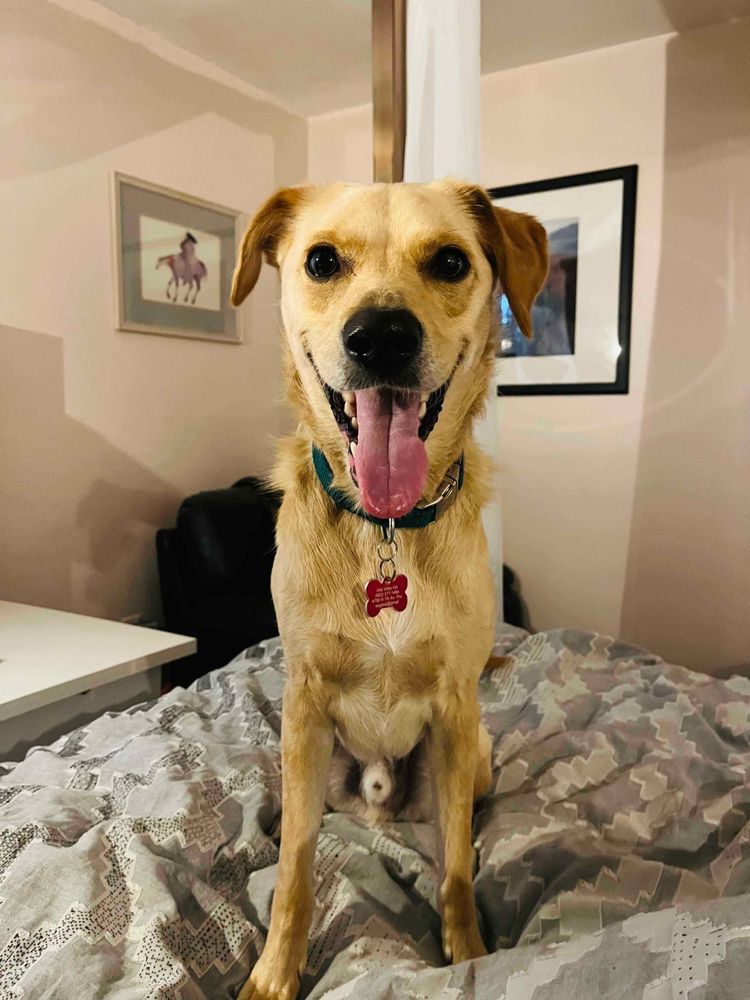 THE BARKING LOT DOG RESCUE - Updated April 2024 - 21 Photos - Phoenix ...