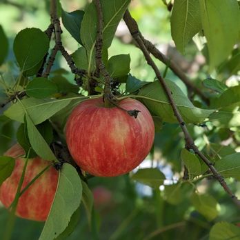 APPLE HOLLER - Updated May 2025 - 391 Photos & 643 Reviews - 5006 S ...