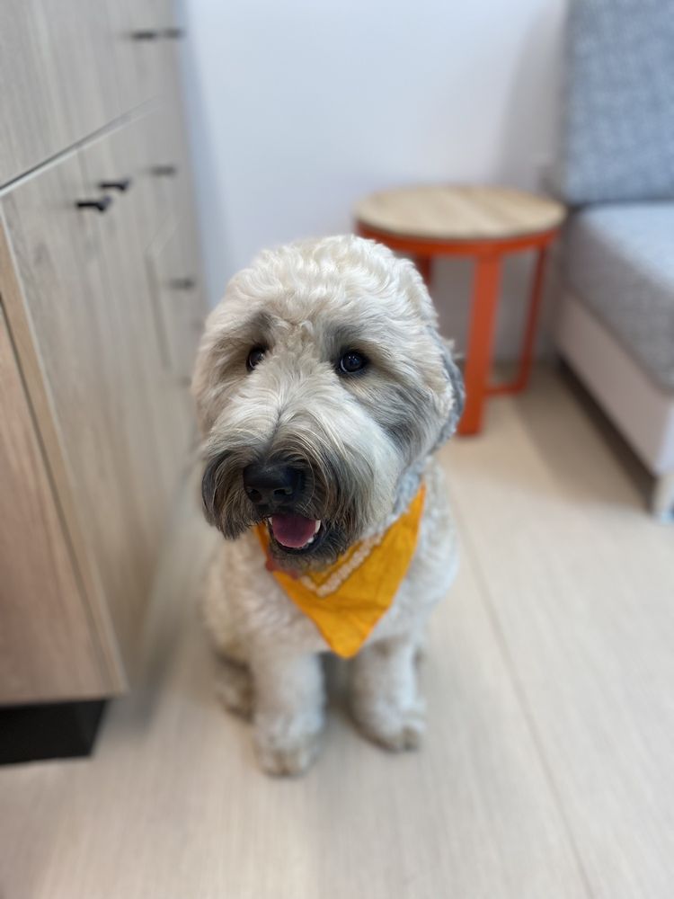 SMALL DOOR VETERINARY - UPPER EAST SIDE - 19 Photos & 38 Reviews - 1231 ...