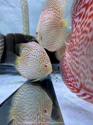 DISCUS MADNESS - Updated December 2025 - 73 Photos & 32 Reviews - 1010 ...