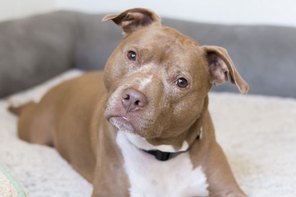 MONTGOMERY COUNTY ANIMAL SERVICES AND ADOPTION CENTER - Updated ...