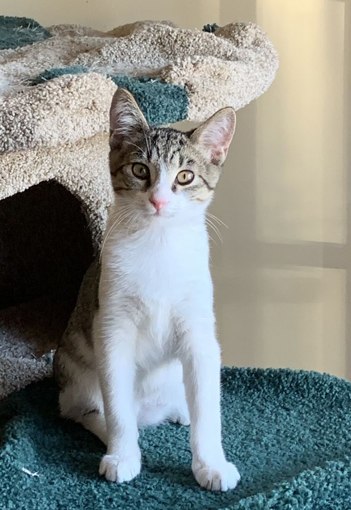 LOVE AT FIRST SIT - Updated July 2025 - 30 Photos & 10 Reviews ...