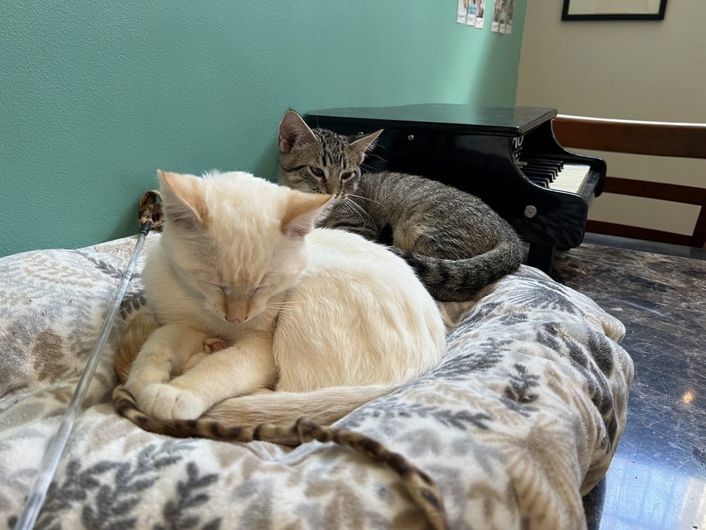 THE CHESHIRE GRIN CAT CAFE - Updated October 2025 - 40 Photos & 15 ...