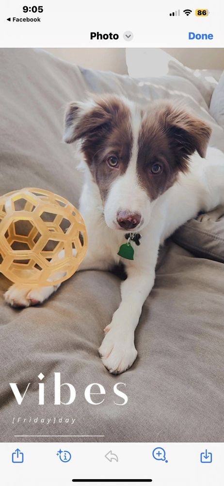 BEES BORDER COLLIES - Request Information - Jackson, New Jersey - Pet ...