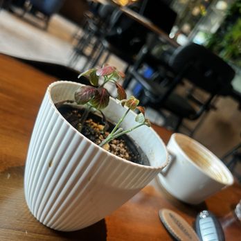 THE OPTIMIST - Updated October 2025 - 237 Photos & 137 Reviews - 1000 ...