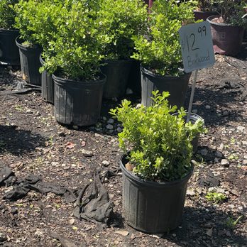 TRAN NURSERY - Updated December 2025 - 5610 Barker Cypress Rd, Houston ...